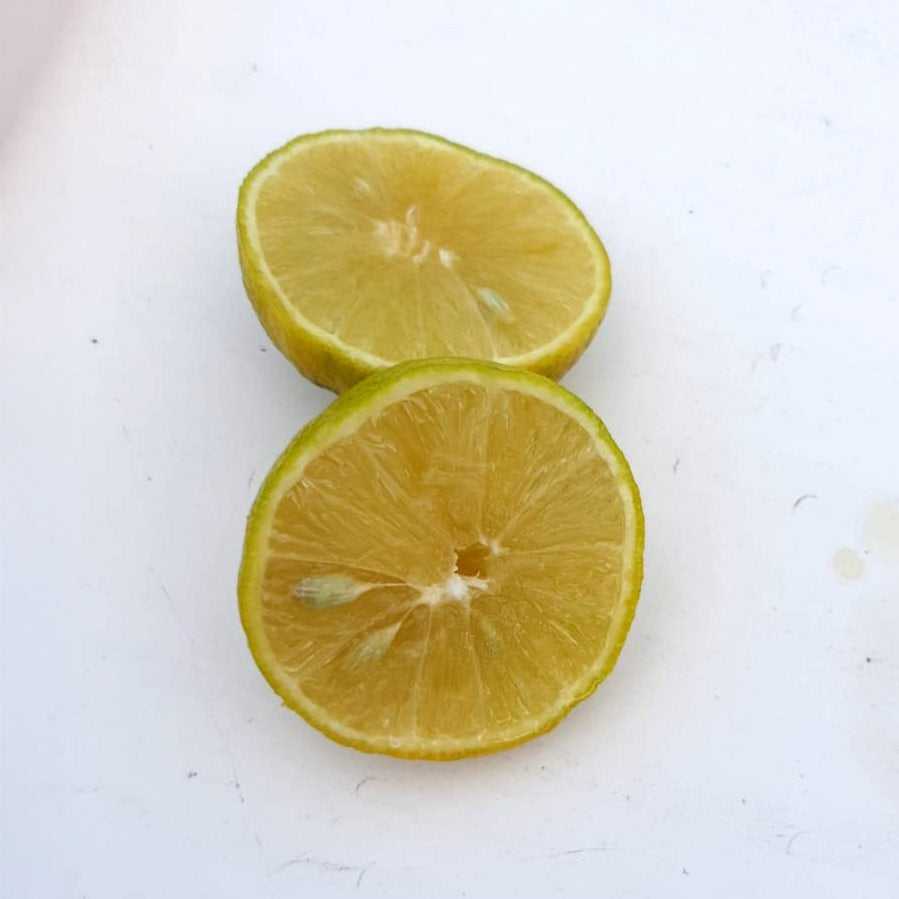 Limetta Calabrese (Limone dolce o Piretta) – AgrumiShop.it